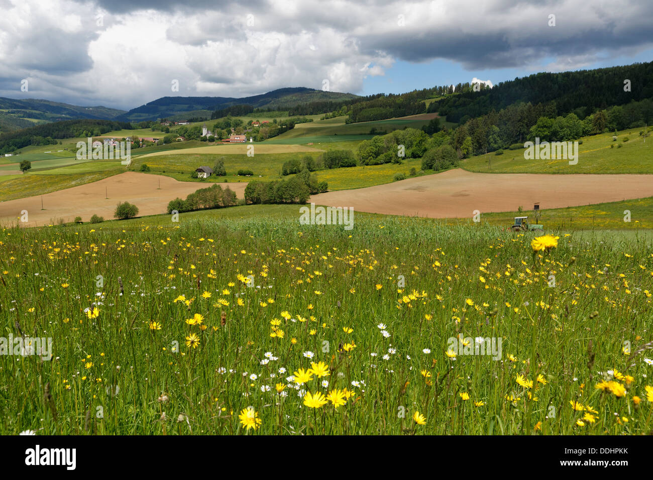 Cultivated landscape with a flower meadow Stock Photo - Alamy