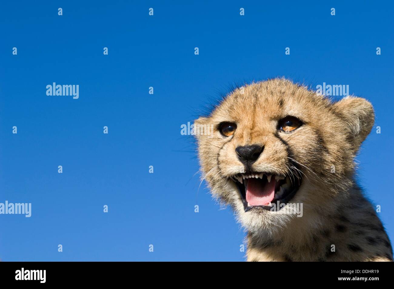 Cheetah teeth hi-res stock photography and images - Alamy