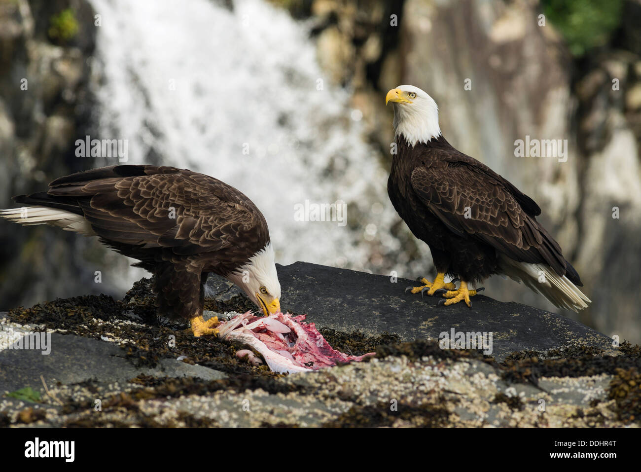 Eagles eating fish hi-res stock photography and images - Alamy