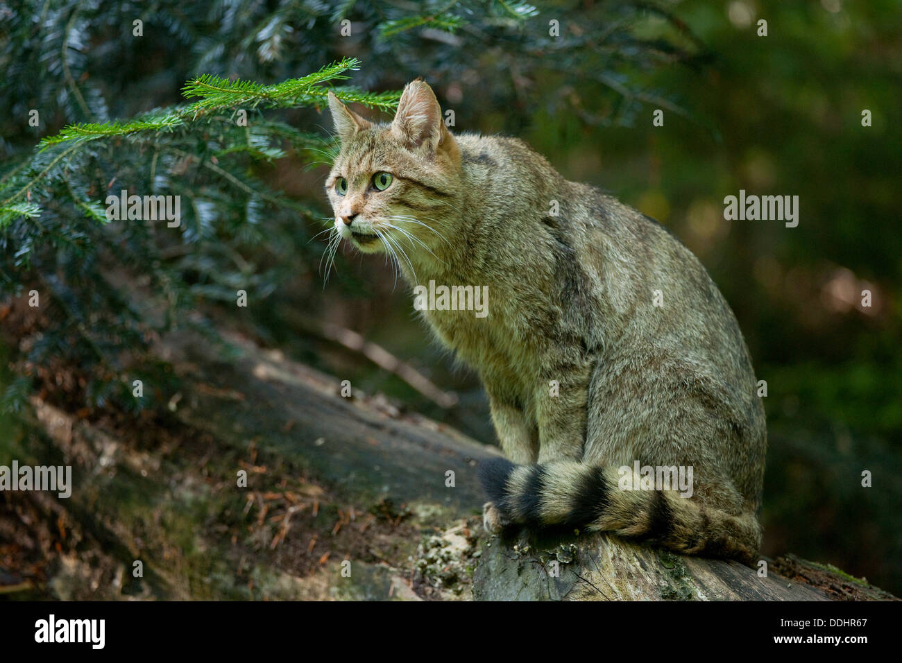 European wild cat (Felis silvestris) sitting on a tree trunk, captive ...