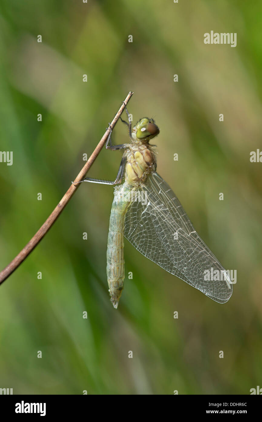 Newly hatched Spotted Darter (Sympetrum depessiusculum Stock Photo - Alamy