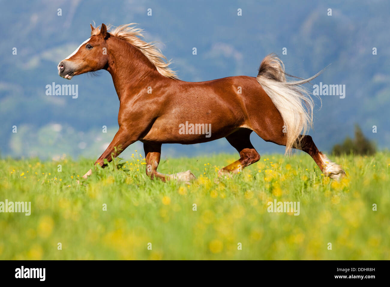 Welsh Cob mare, fox, trotting through a flower meadow Stock Photo - Alamy