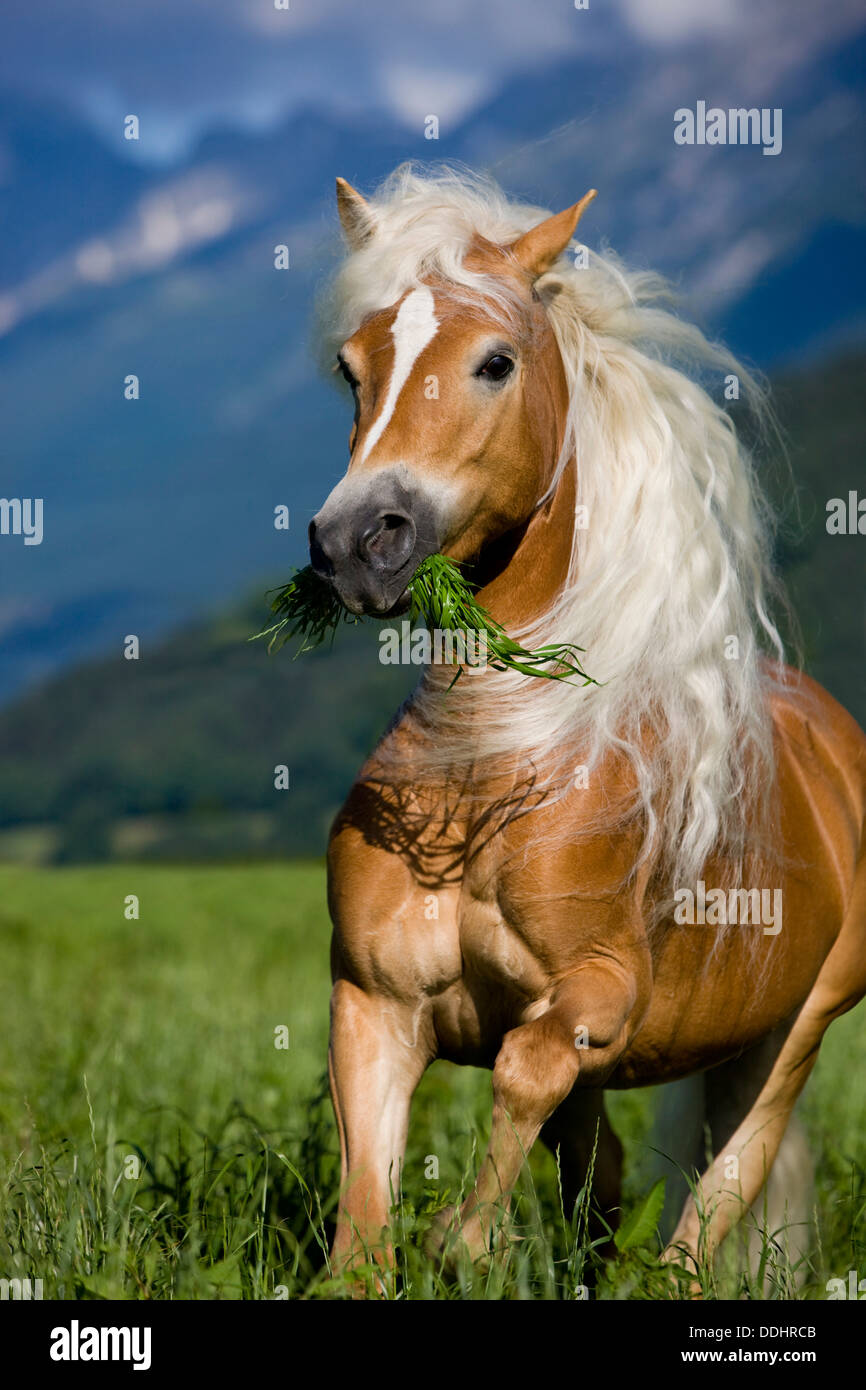 Haflinger horse mare galloping hi-res stock photography and images - Alamy