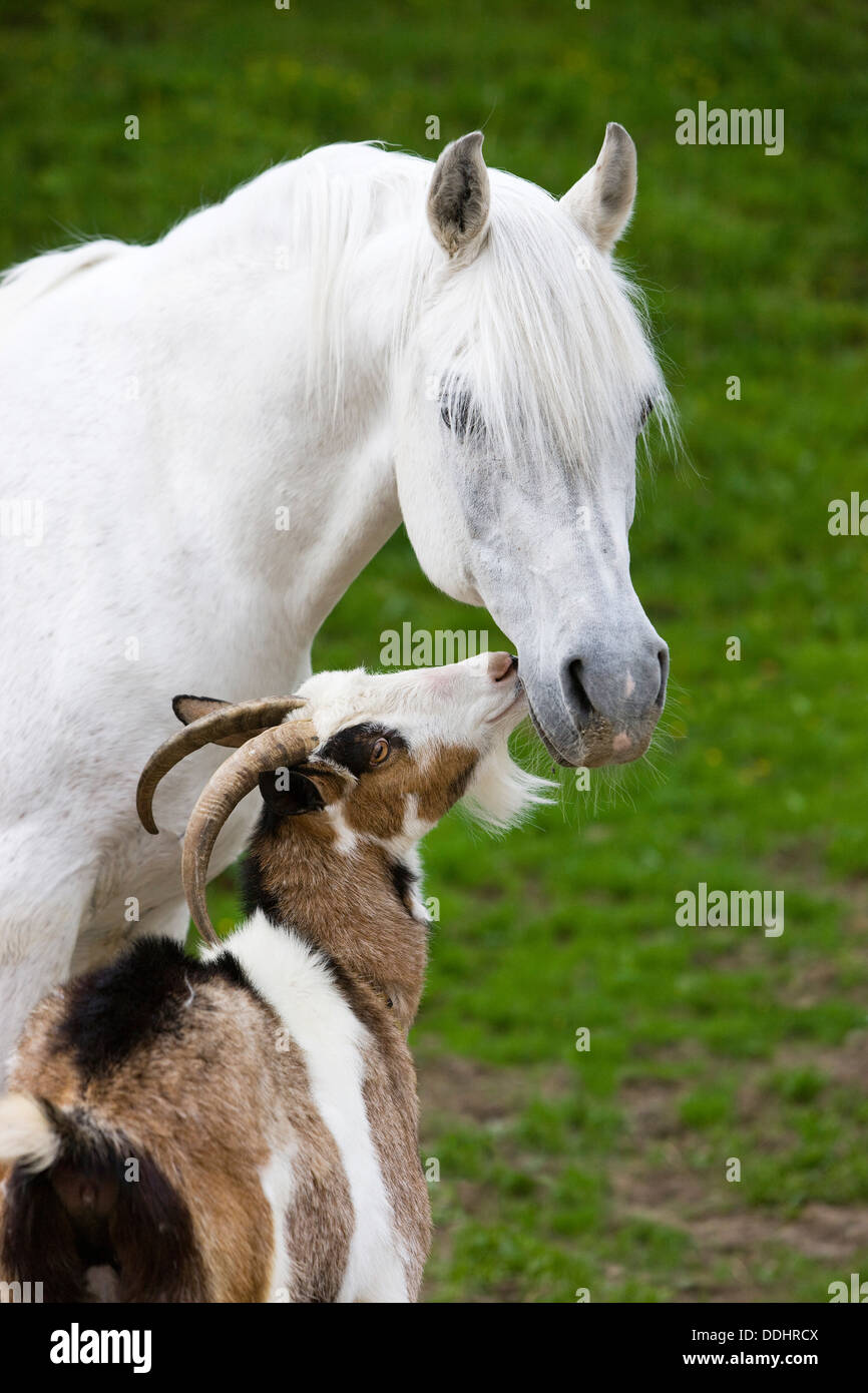 A goat two goats hi-res stock photography and images - Alamy