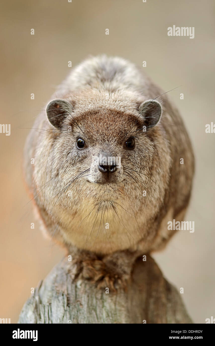 Rock hyrax (Procavia capensis), native to Africa, captive Stock Photo ...