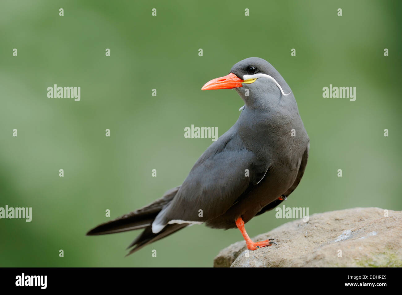 Inca Tern (Larosterna inca), native to Africa, captive Stock Photo - Alamy