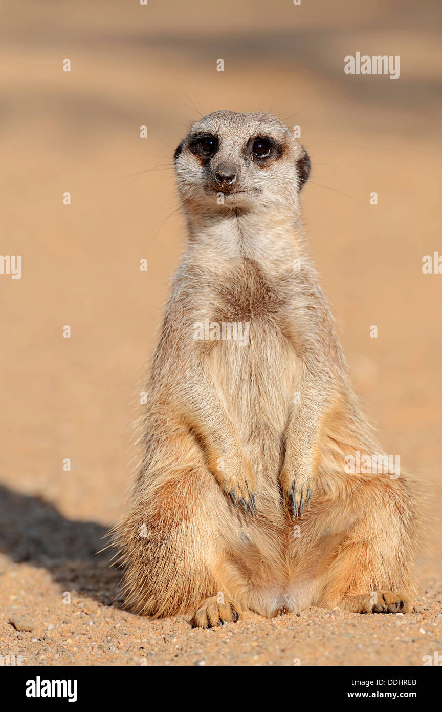 African Meerkat