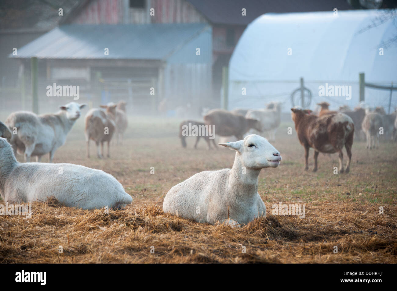 Katahdin sheep hi-res stock photography and images - Alamy