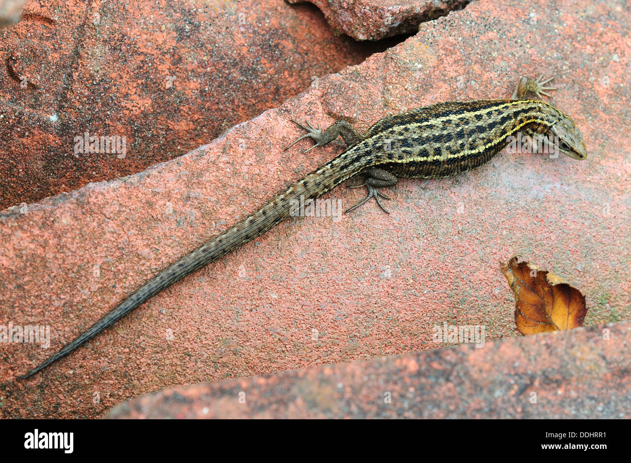 Common lizard lacerta zootoca vivipara hi-res stock photography and ...