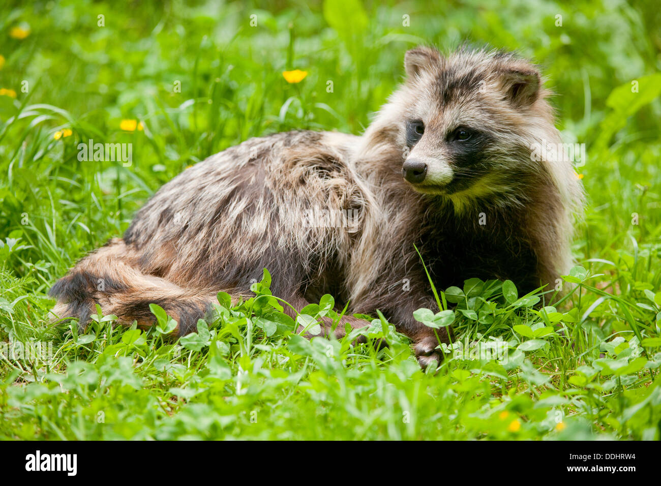 Raccoon dog (Nyctereutes procyonoides) lying on a meadow, captive Stock ...
