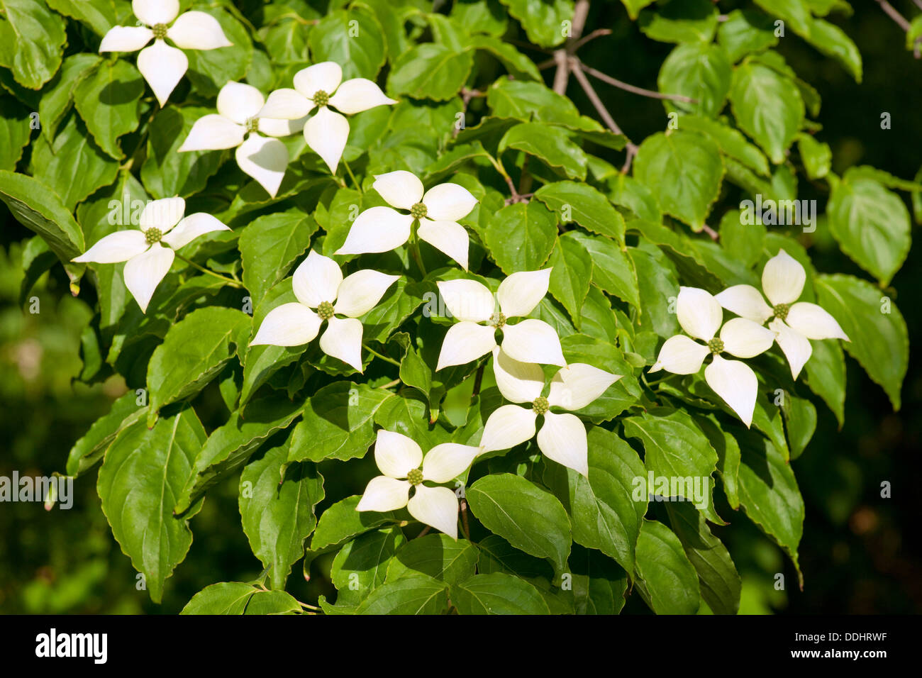 Kousa Dogwood or Chinese Dogwood (Cornus kousa), flowers and leaves ...