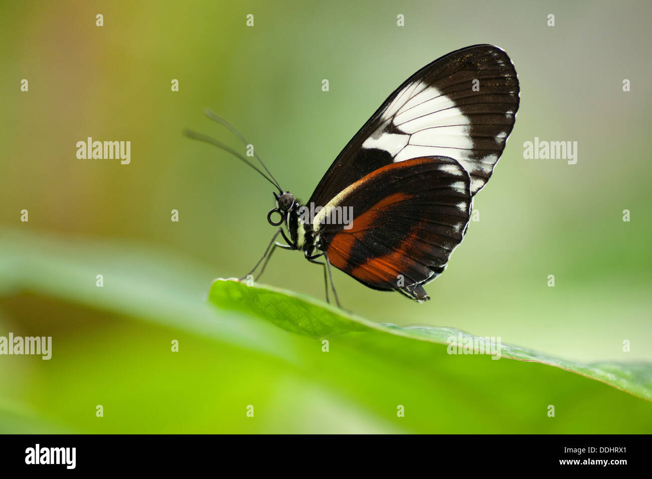 Cydno Longwing Butterfly (Heliconius cydno) sitting on a leaf, captive ...