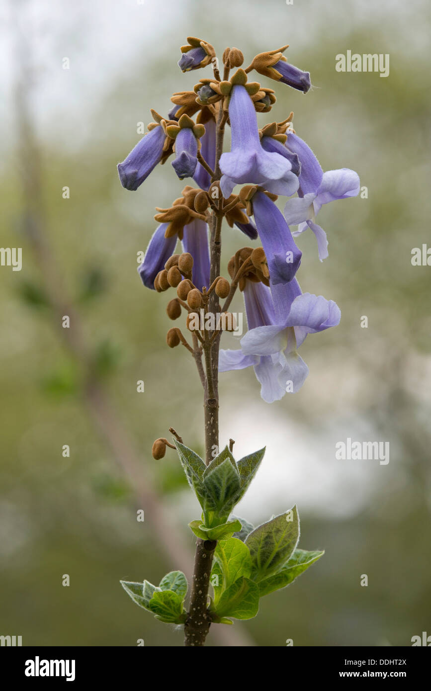 Paulownia tree hi-res stock photography and images - Alamy