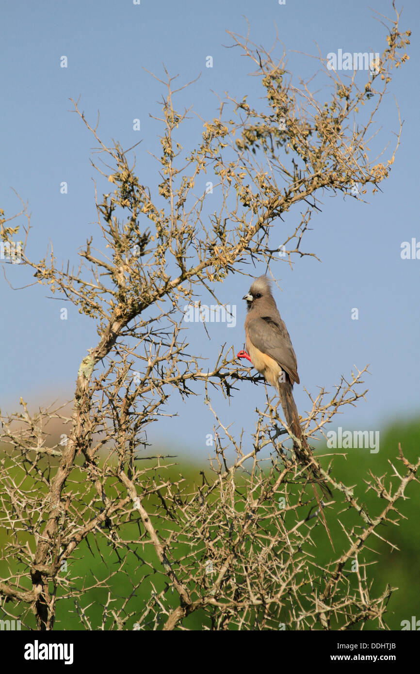 Speckled Mousebird (Colius striatus) in a tree in the West Coast ...