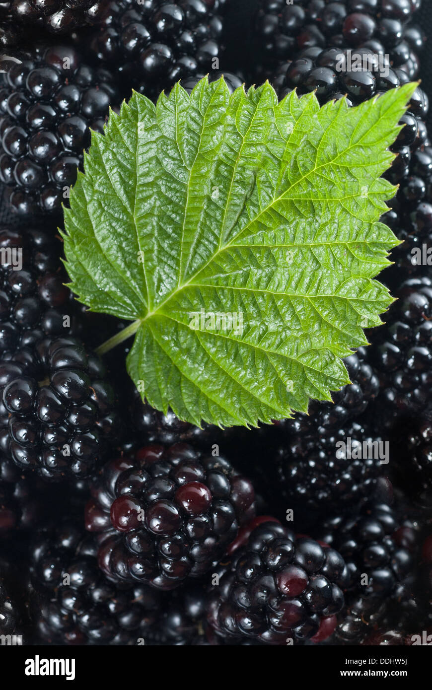 blackberry with green leaf Stock Photo - Alamy