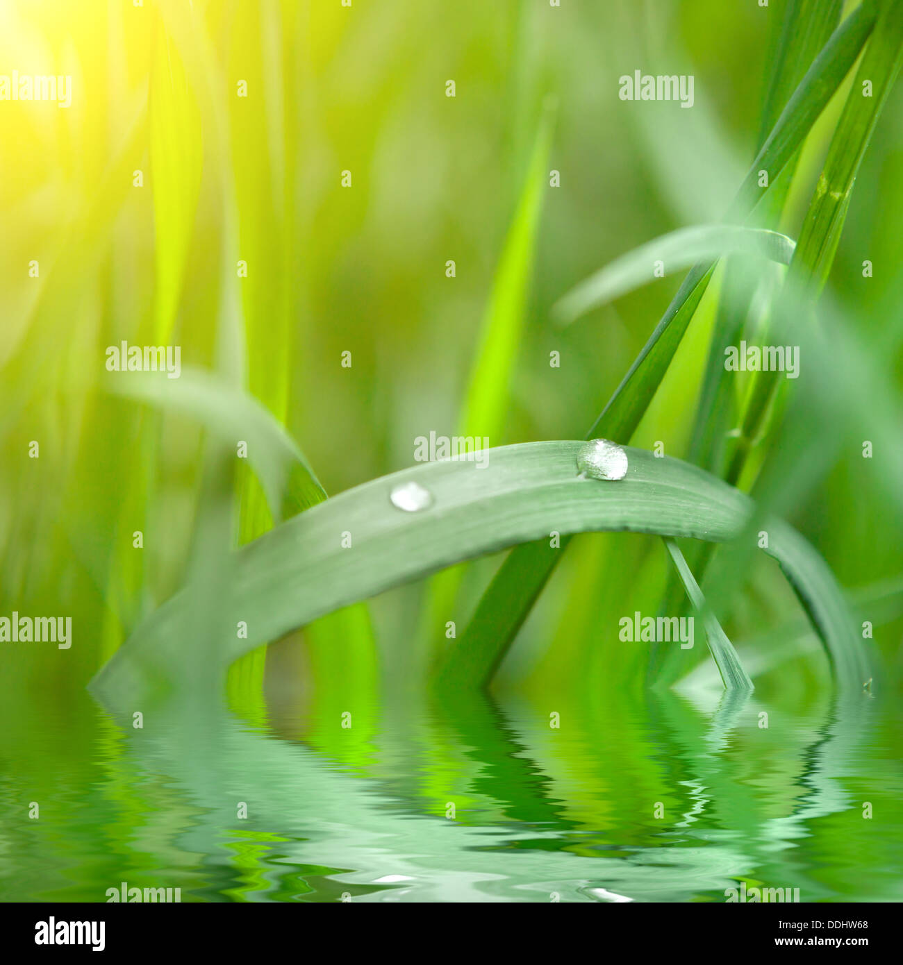 green grass with water drop and sun light Stock Photo - Alamy