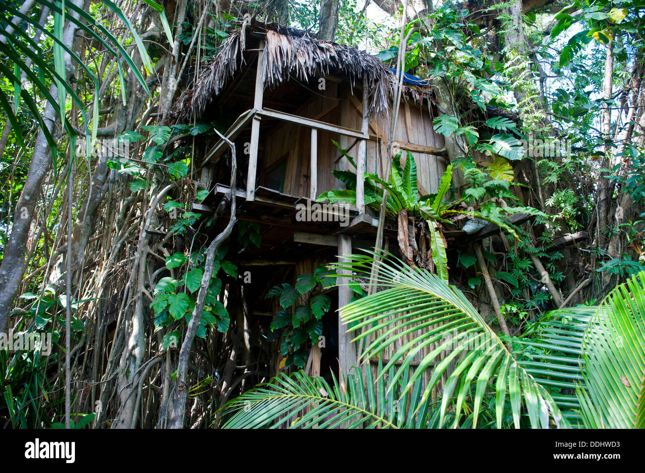 Tree house in a Banyan tree Stock Photo - Alamy