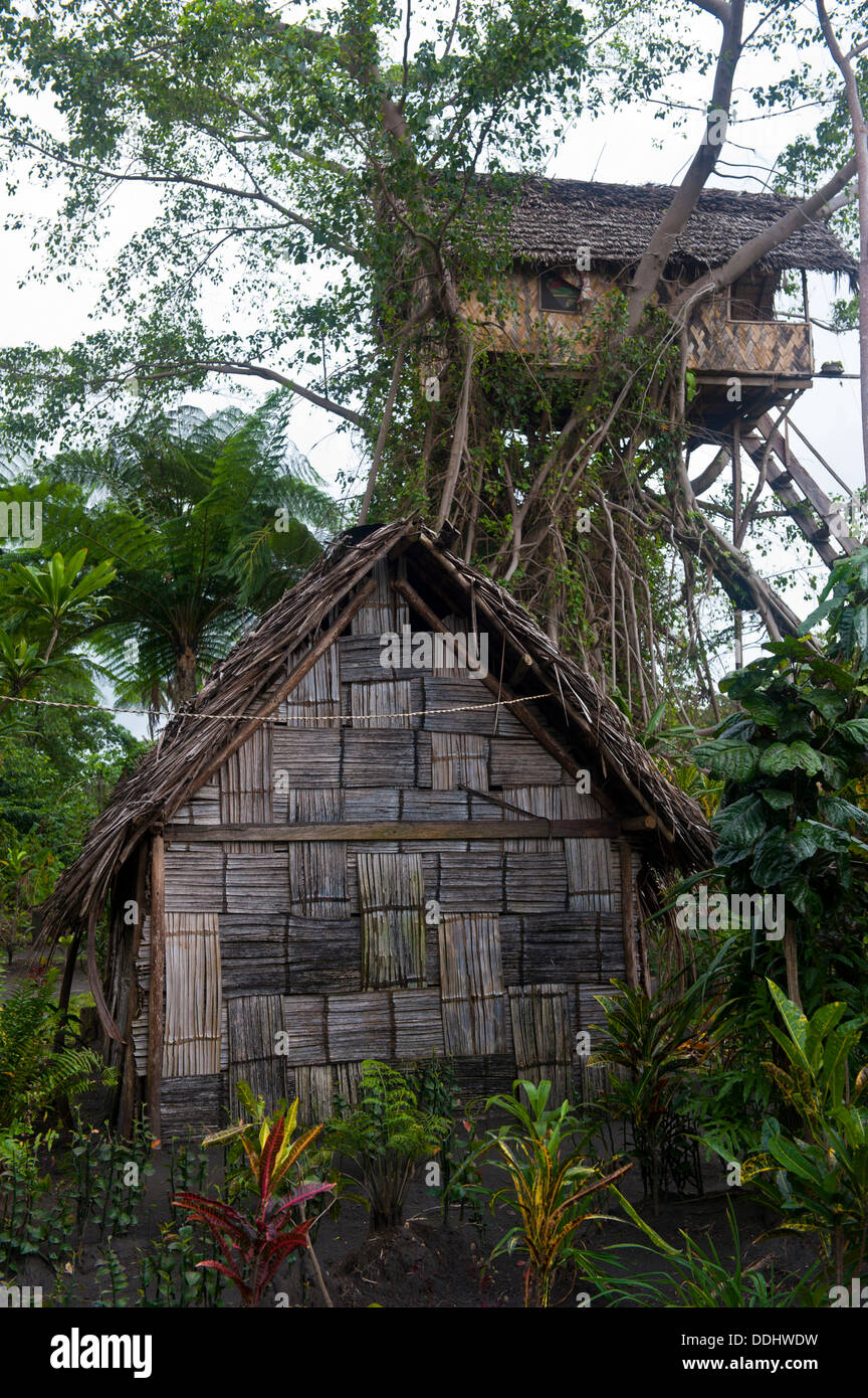 Small Banyan Tree High Resolution Stock Photography and Images - Alamy