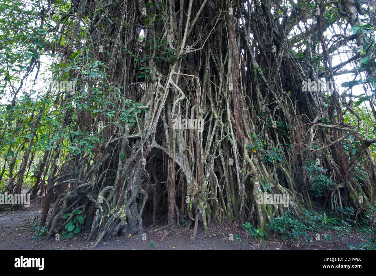 Fig tree ficus sp hi-res stock photography and images - Alamy