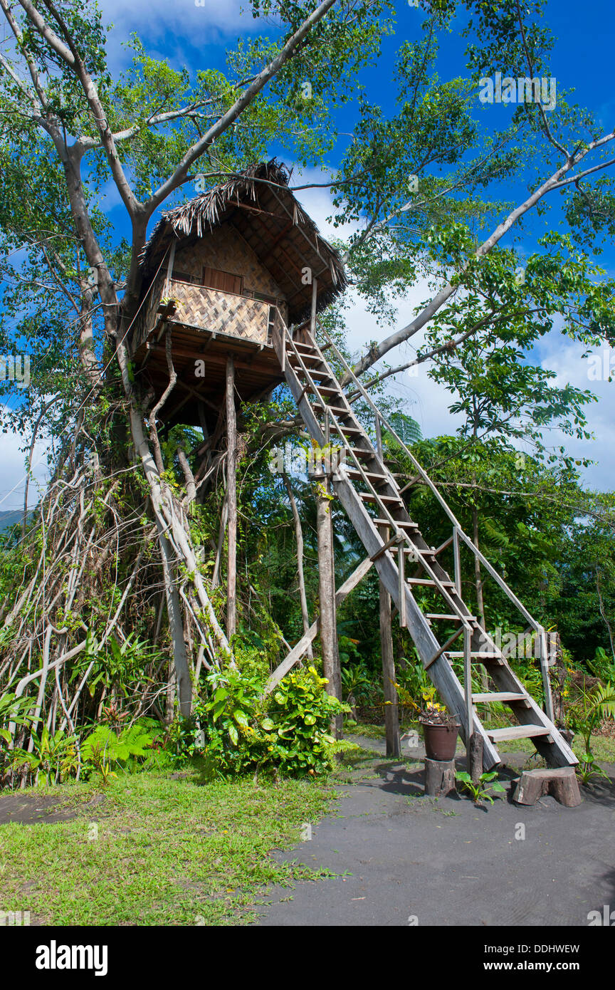Tree house in a Banyan tree Stock Photo - Alamy