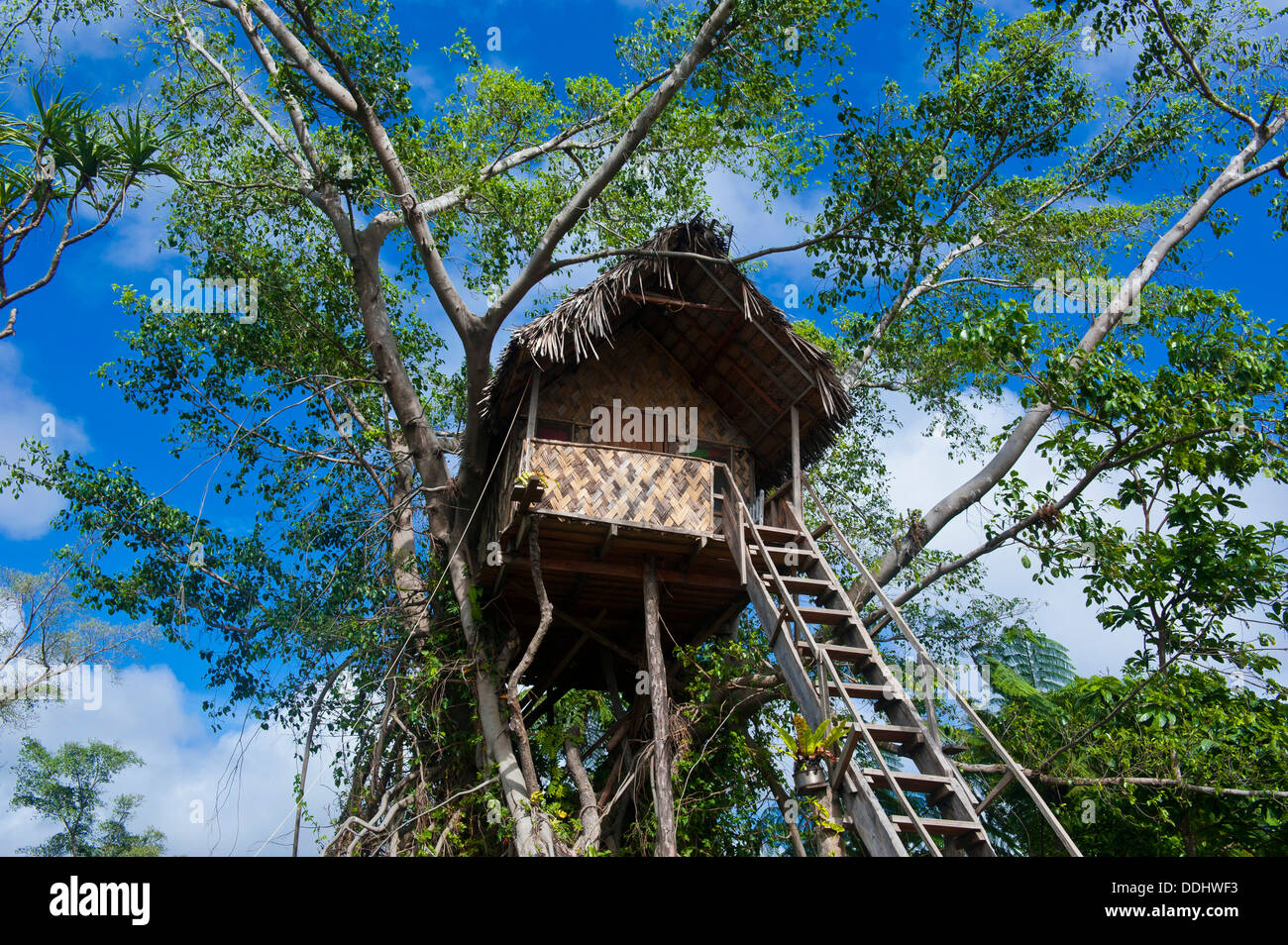 Tree house in a Banyan tree Stock Photo - Alamy