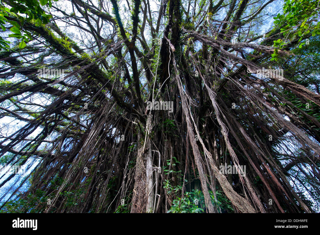 Giant Banyan tree (Ficus sp Stock Photo - Alamy