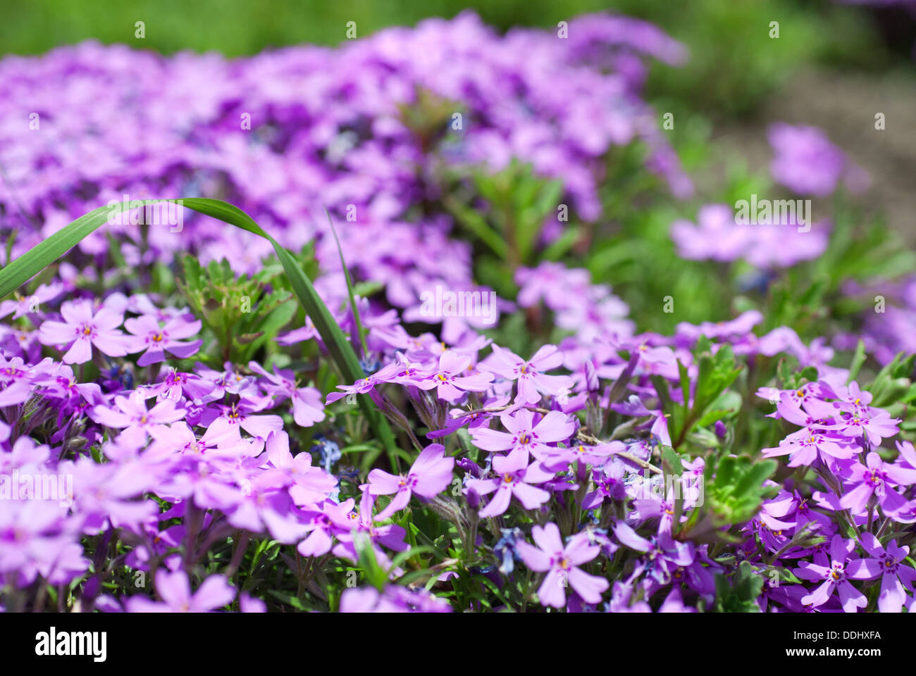purple flowers in the garden Stock Photo - Alamy