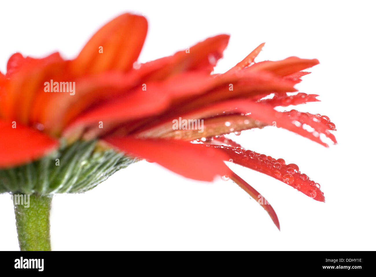 Macro of red daisy-gerbera head with water drops isolated on whi Stock ...