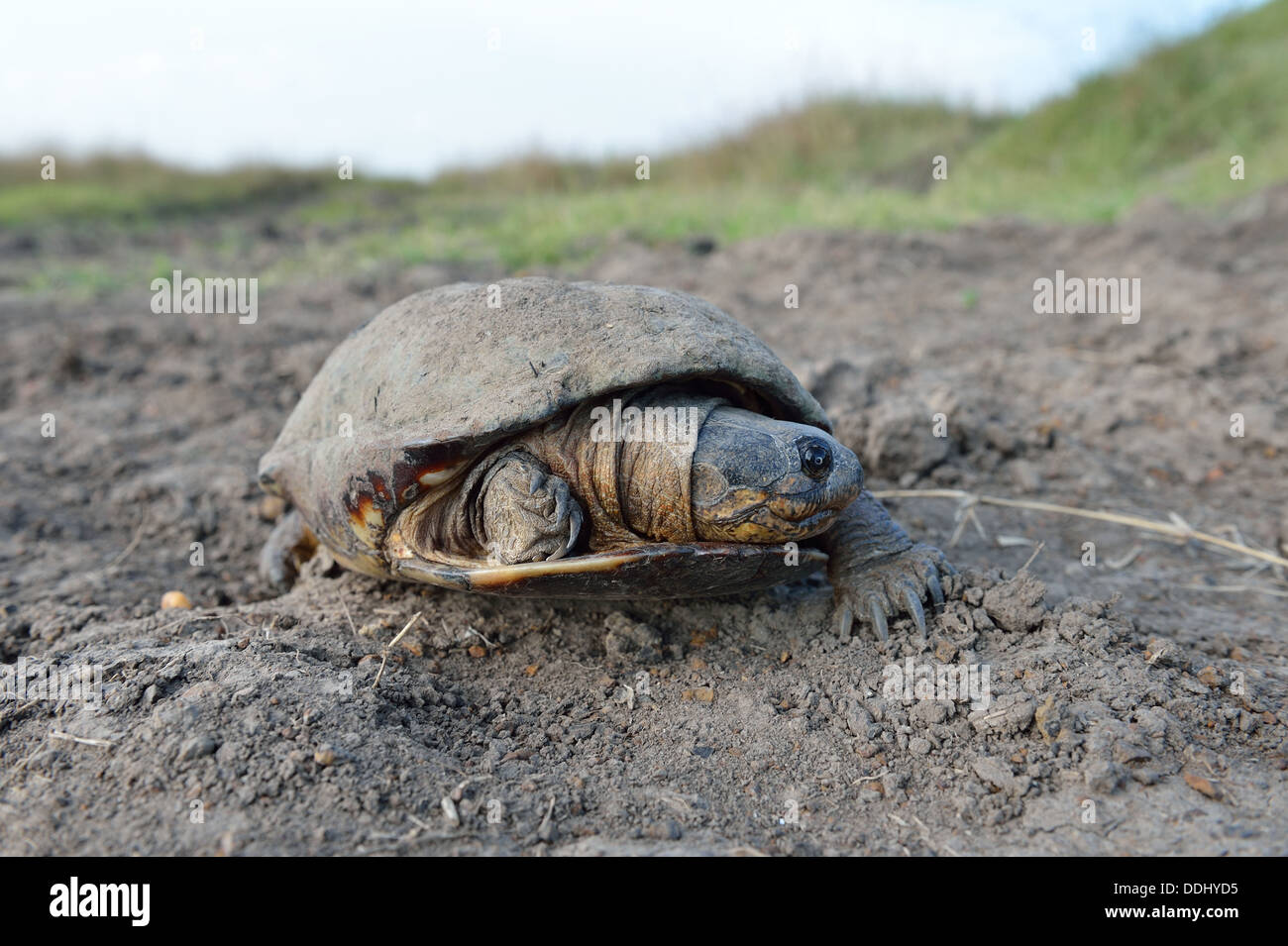Common African Helmeted Turtle - Marsh Terrapin - Crocodile Turtle ...