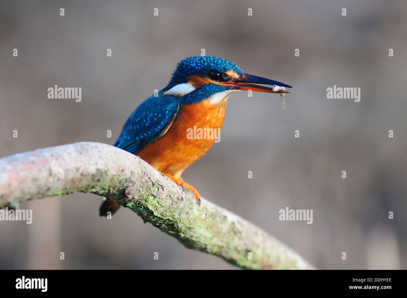 Kingfisher with a fish in its beak hi-res stock photography and images ...