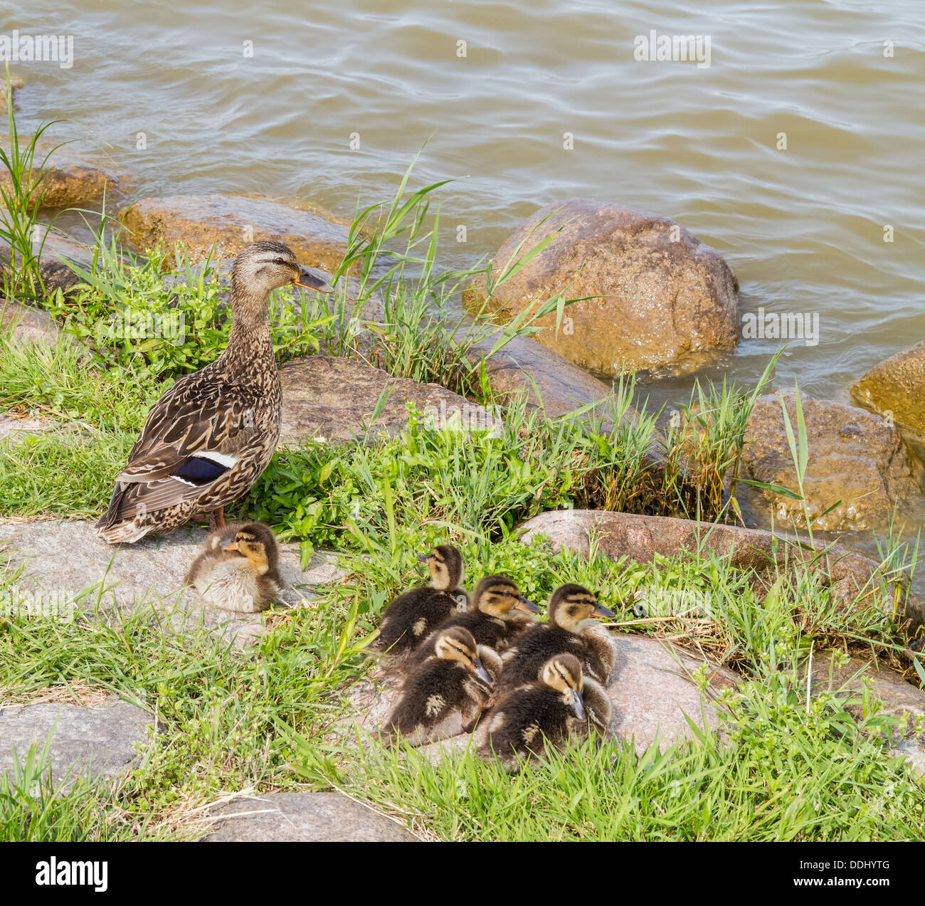 duck and seven ducklings on the banks of a summer day Stock Photo - Alamy