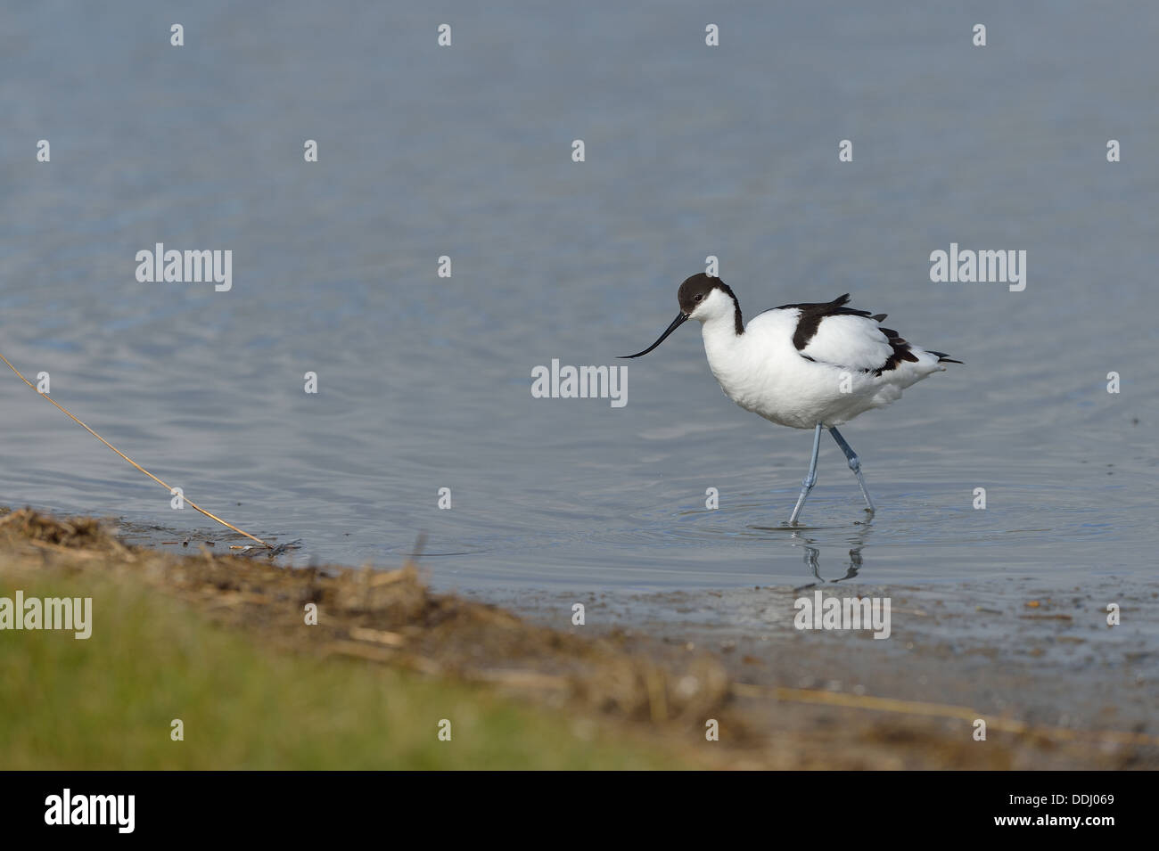 Pied Avocet - Eurasian Avocet - Black-capped Avocet (Recurvirostra ...