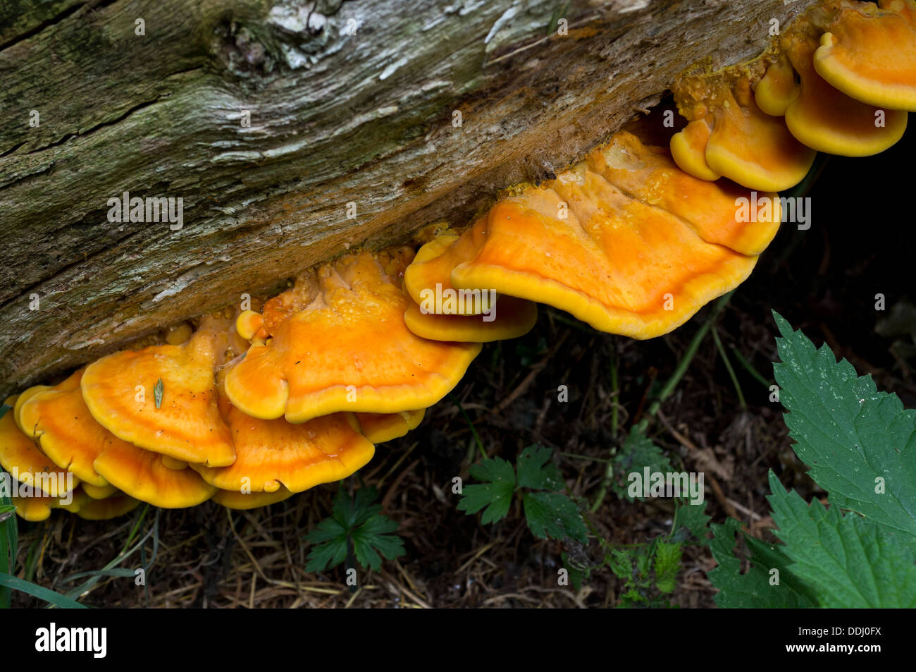 Yellow fungi growing on rotting hi-res stock photography and images - Alamy