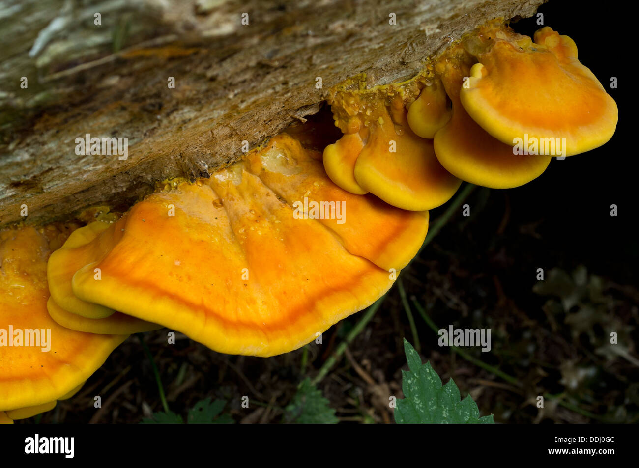 Yellow Fungi Growing On Rotting High Resolution Stock Photography and ...