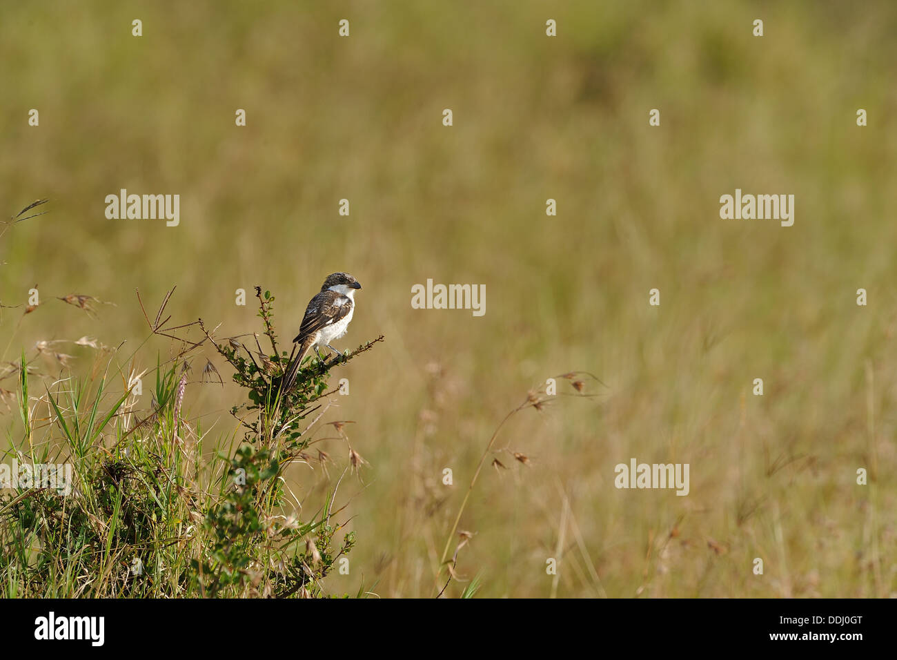Southern Fiscal - Common fiscal shrike (Lanius collaris) juvenile ...