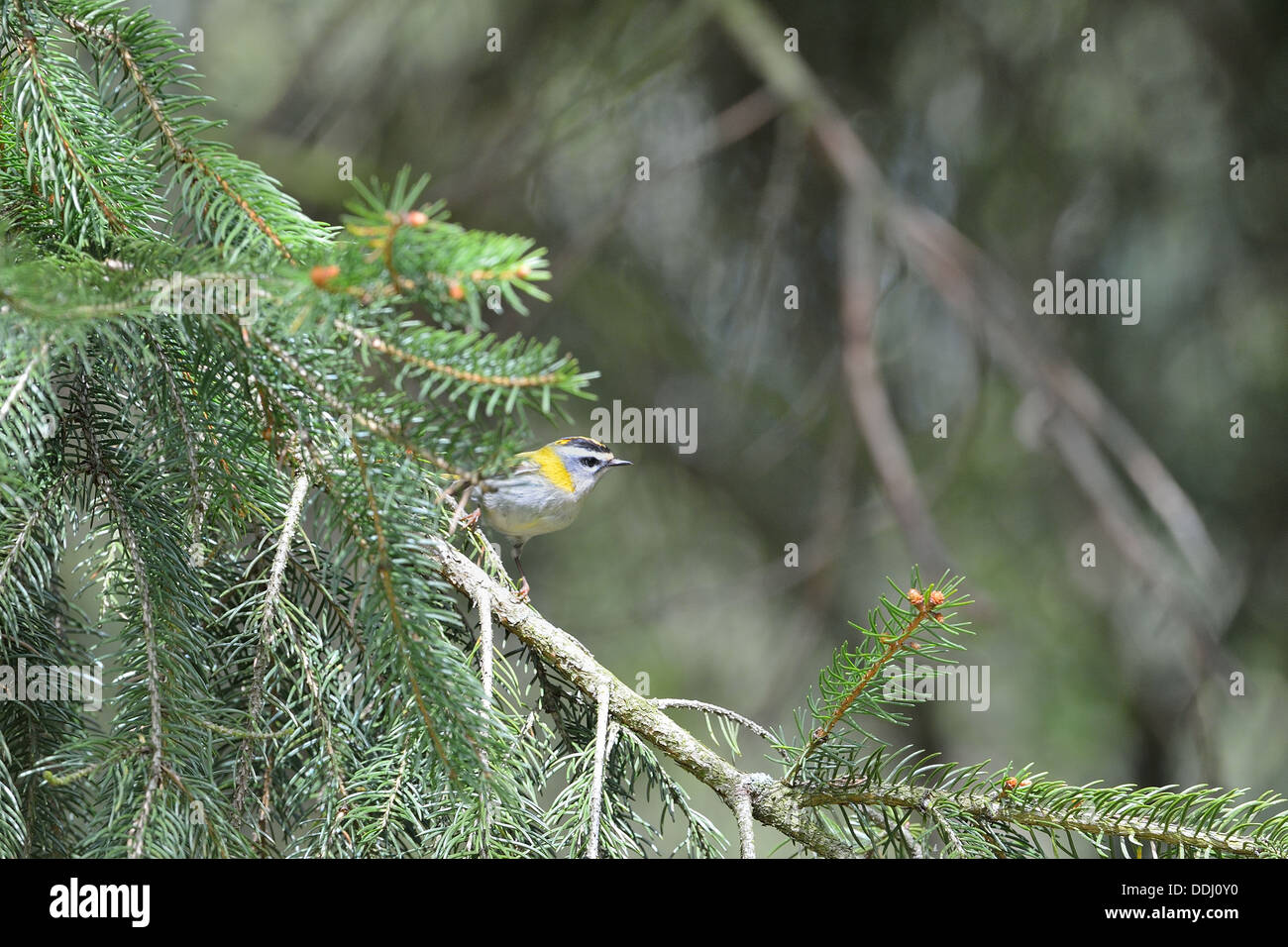 Regulidae bird hi-res stock photography and images - Alamy