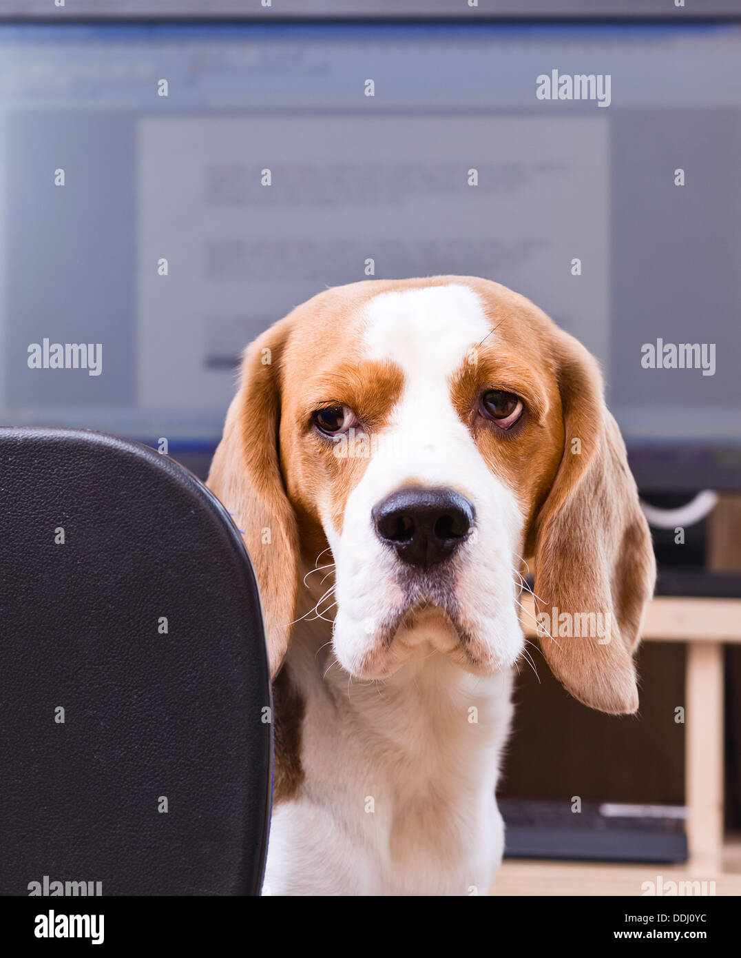 Focus on a dog hi-res stock photography and images - Alamy