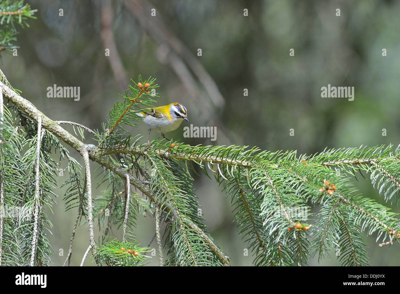 Common Firecrest Stock Photos & Common Firecrest Stock Images - Alamy
