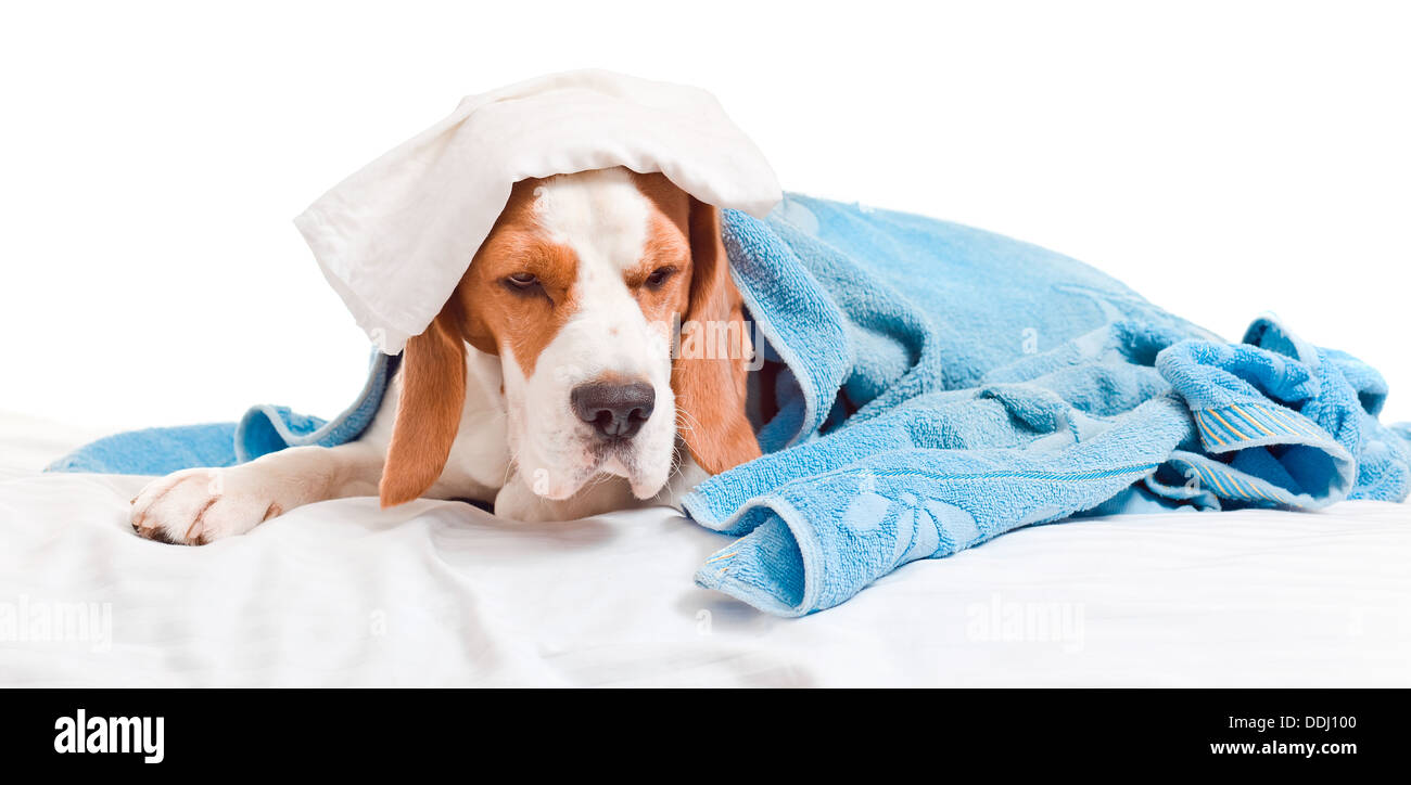 Very much sick dog , isolated on white background Stock Photo - Alamy