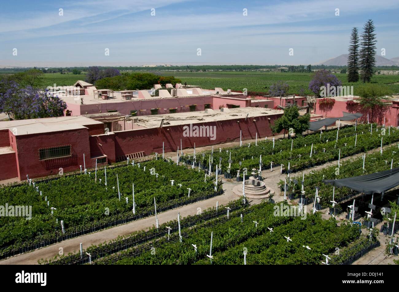 Peru. Ica department. Tacama vineyards Stock Photo - Alamy