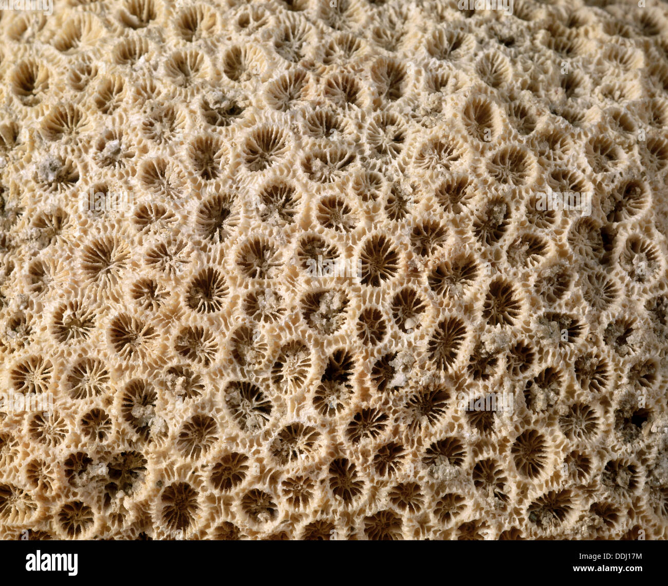 Pliocene Time High Resolution Stock Photography and Images - Alamy