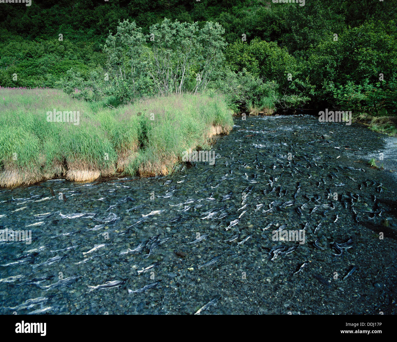 Oncorhynchus spp hi-res stock photography and images - Alamy