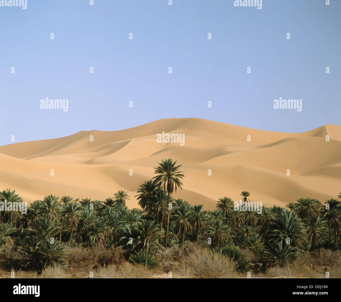 Saoura hi-res stock photography and images - Alamy