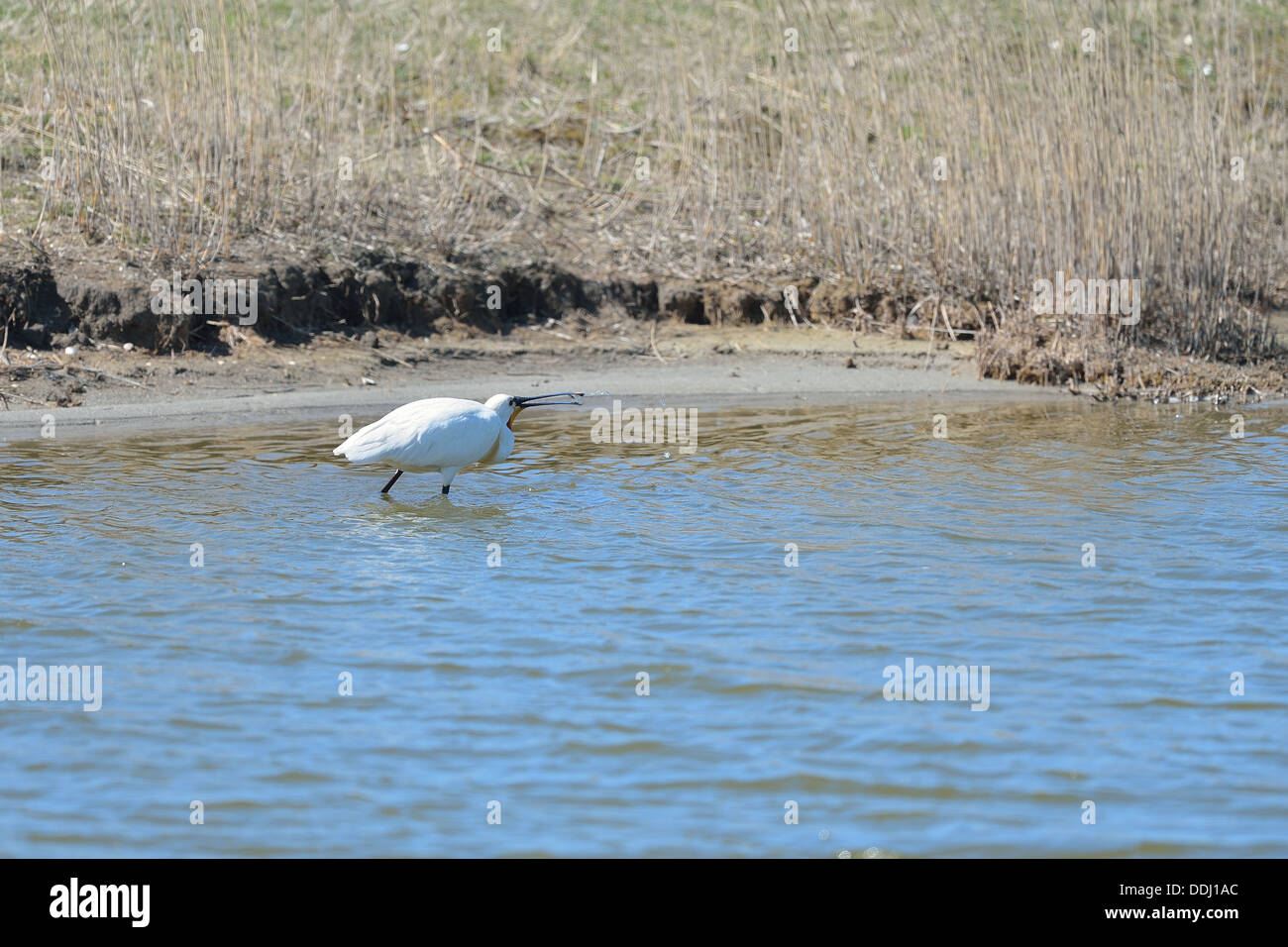 Eurasian Spoonbill - European Spoonbill (Platalea leucorodia ...