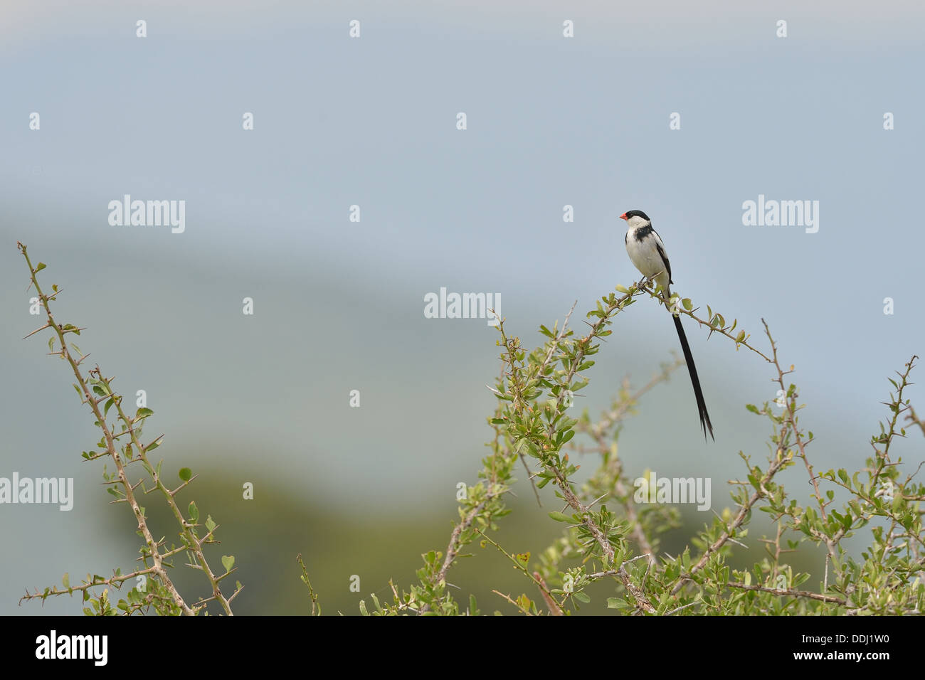 Pin-tailed Whydah - Pin-tailed Widow (Vidua macroura) male perched on a ...