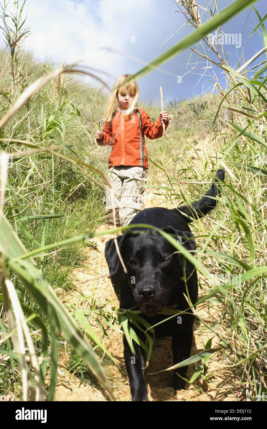 Black labrador youngster hi-res stock photography and images - Alamy