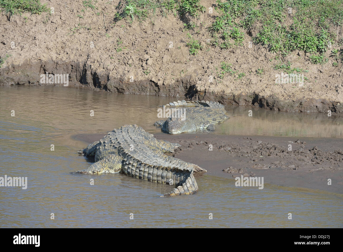 Nile crocodile - Common crocodile (Crocodylus niloticus) sunbathing in ...
