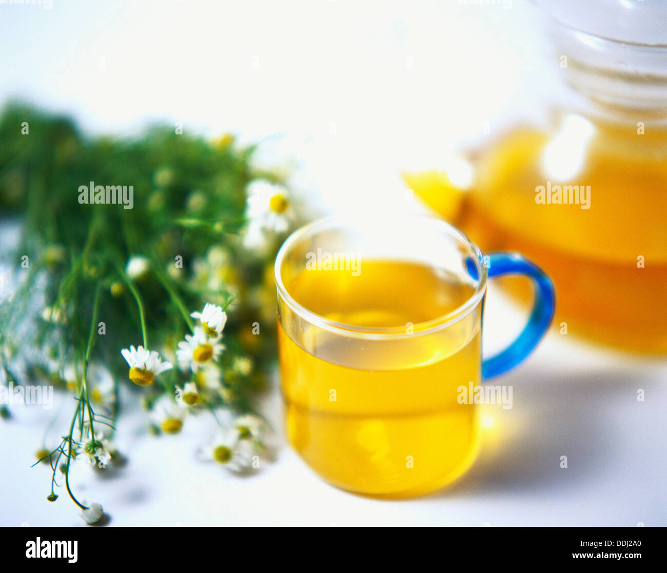 Chamomile image hi-res stock photography and images - Alamy
