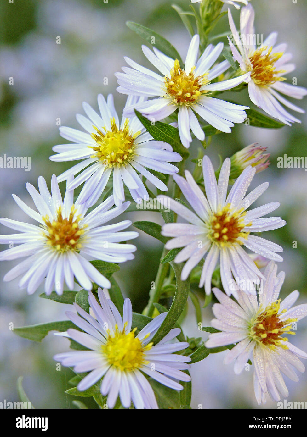 Aster sp hi-res stock photography and images - Alamy