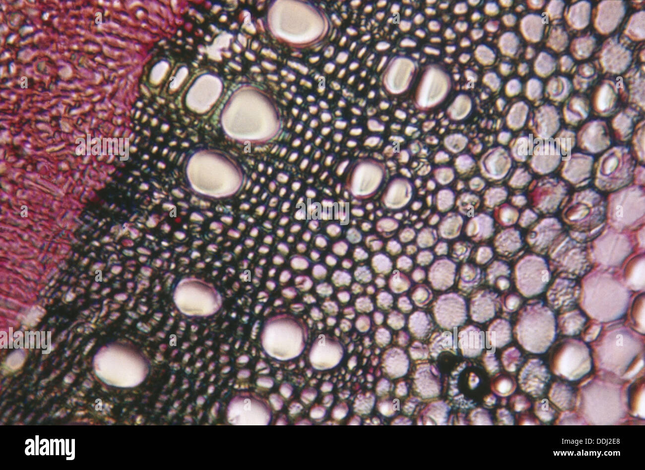 Vegetal cell microscope hi-res stock photography and images - Alamy